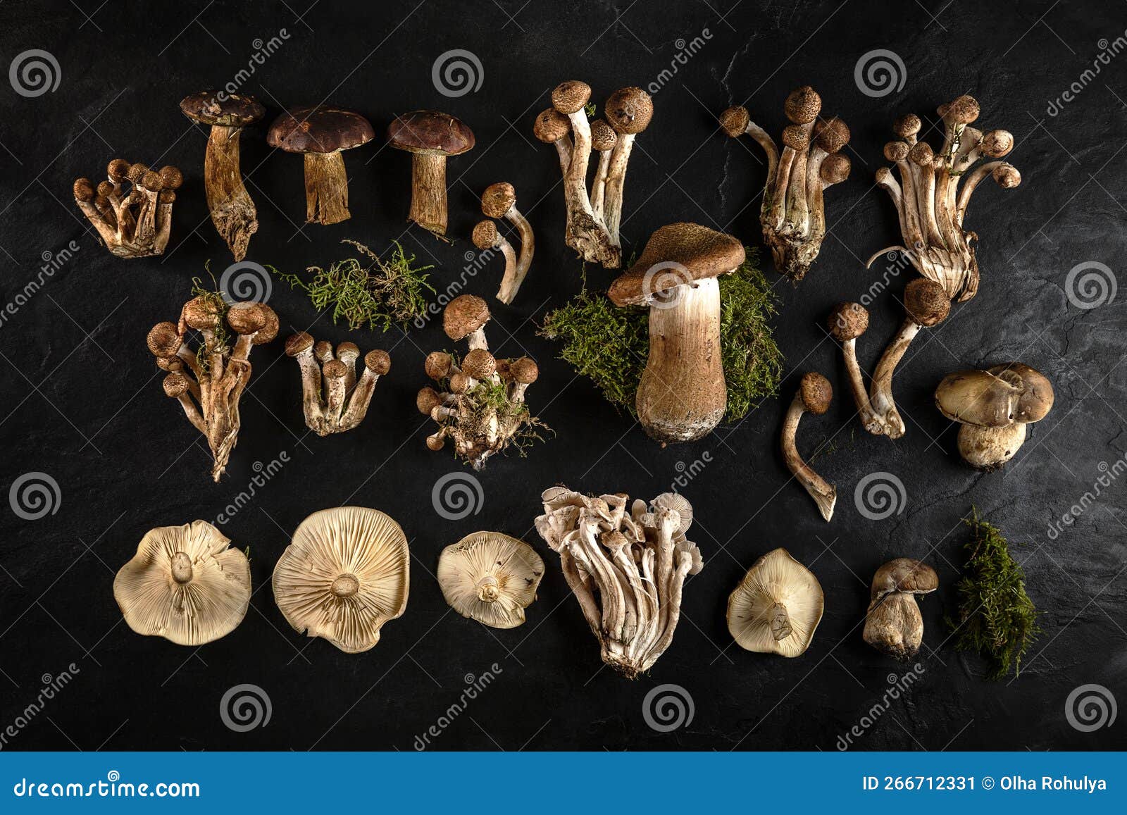 Many Mushroom Species on Black Background Stock Image - Image of fungi ...