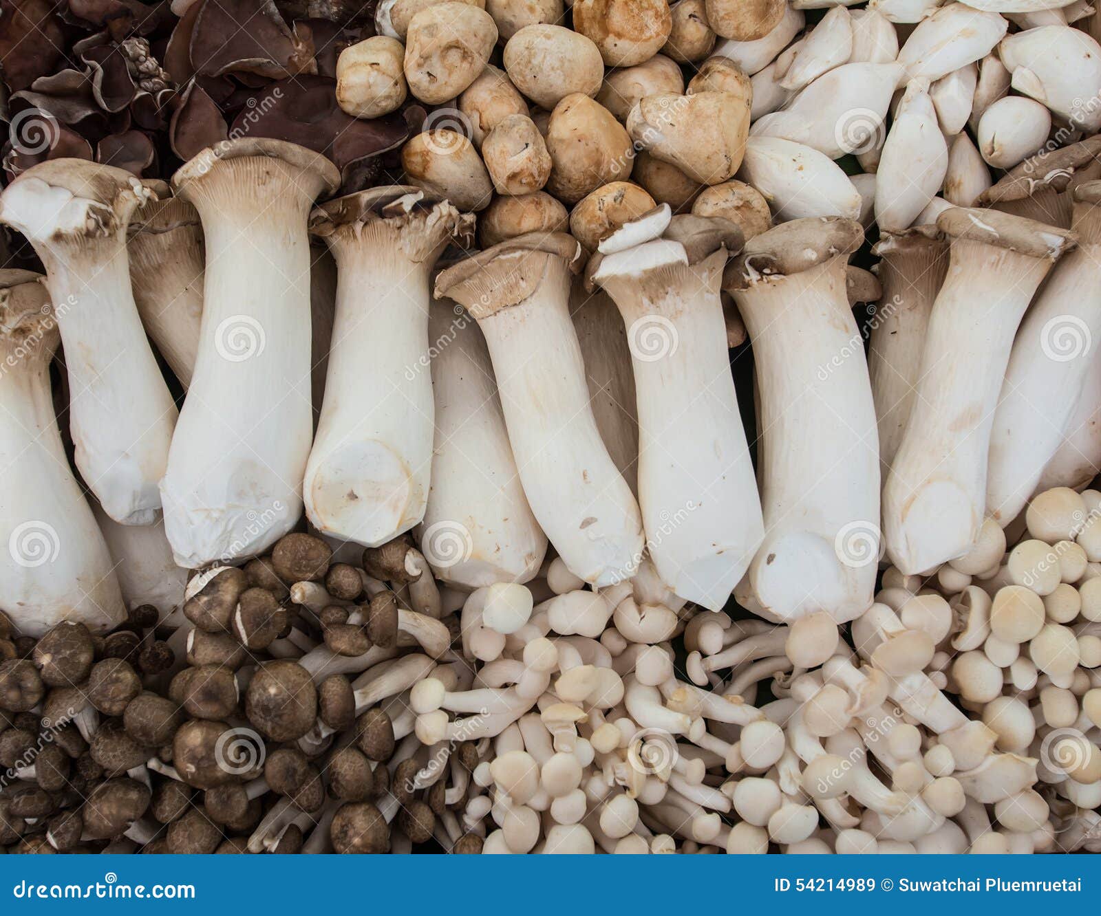 Many mushrooms stock image. Image of agaricus, vegetarian - 54214989