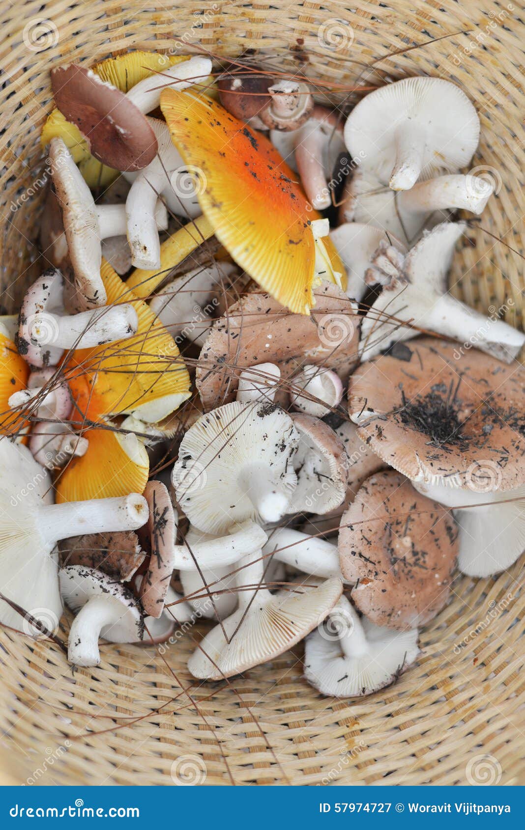 Many mushrooms stock image. Image of magic, grows, group - 57974727