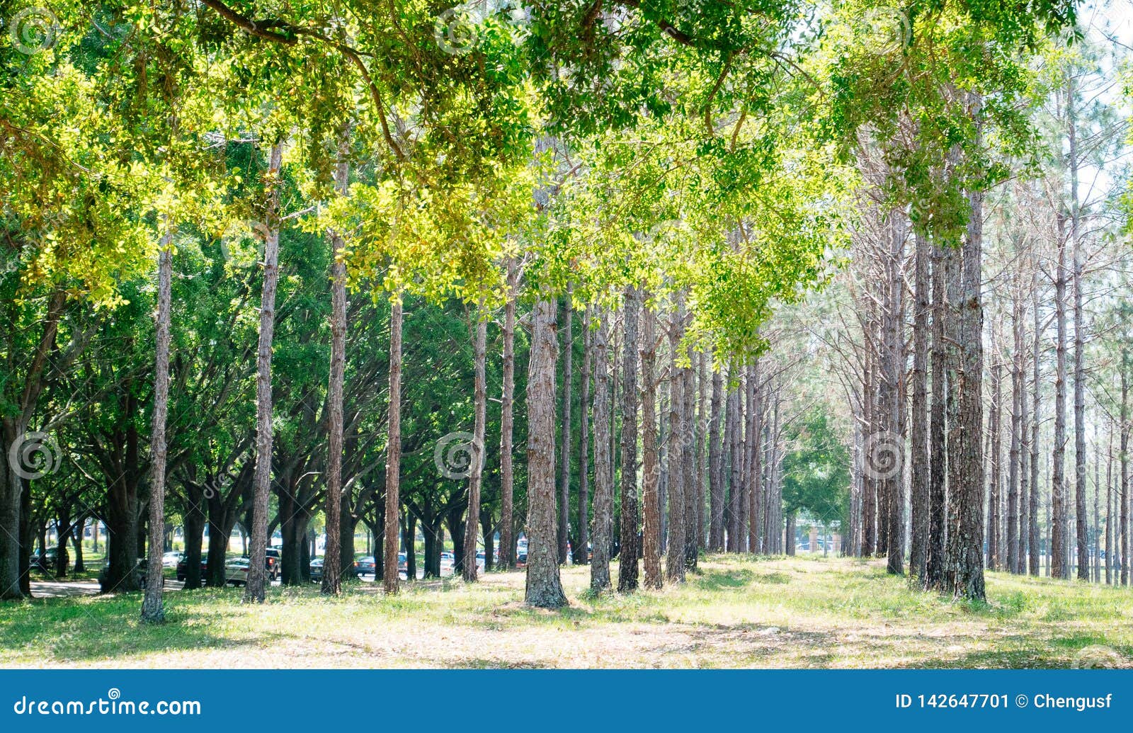 Many natural tree stems stock image. Image of natural - 142647701