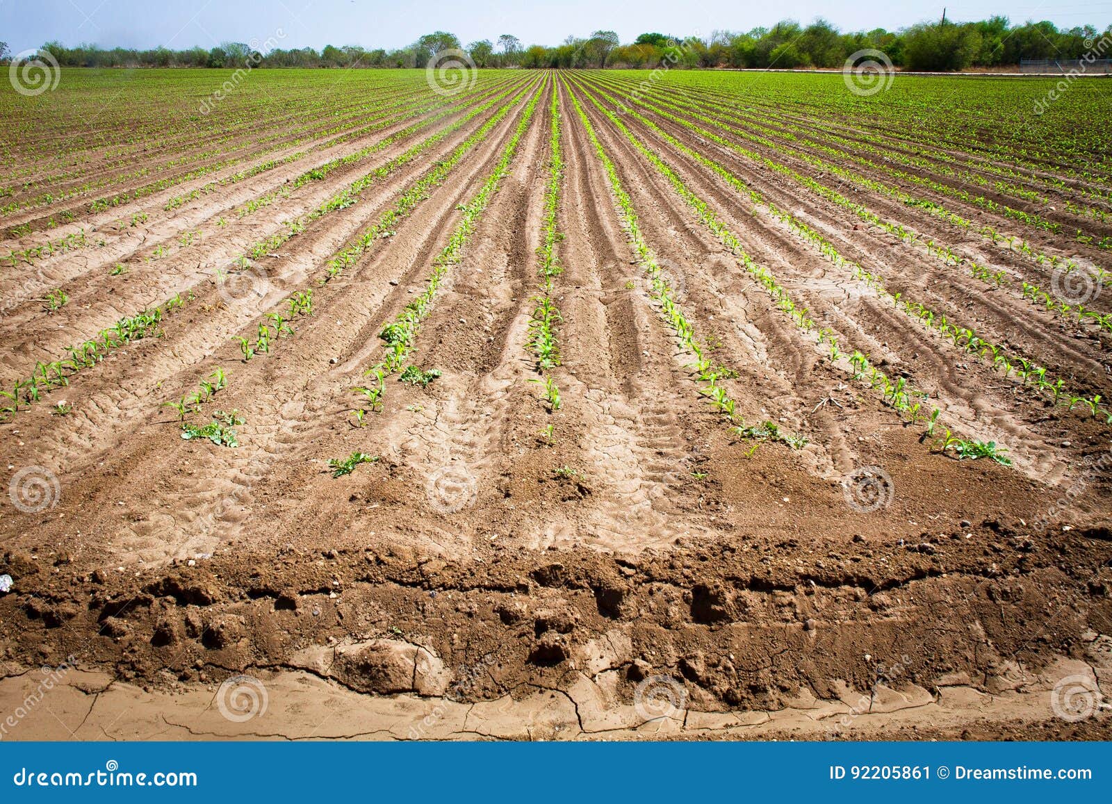 Many New Plants on Farm Growing in a Line Stock Image - Image of north ...