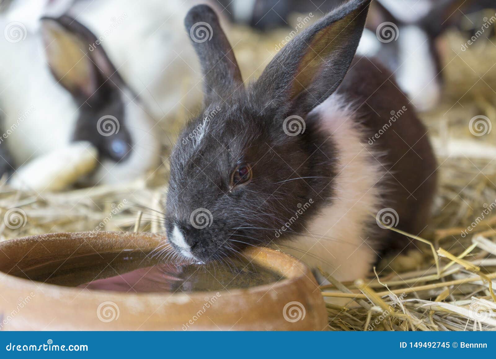 New Zealand Rabbit in a Farm Stock Image - Image of european, couple ...