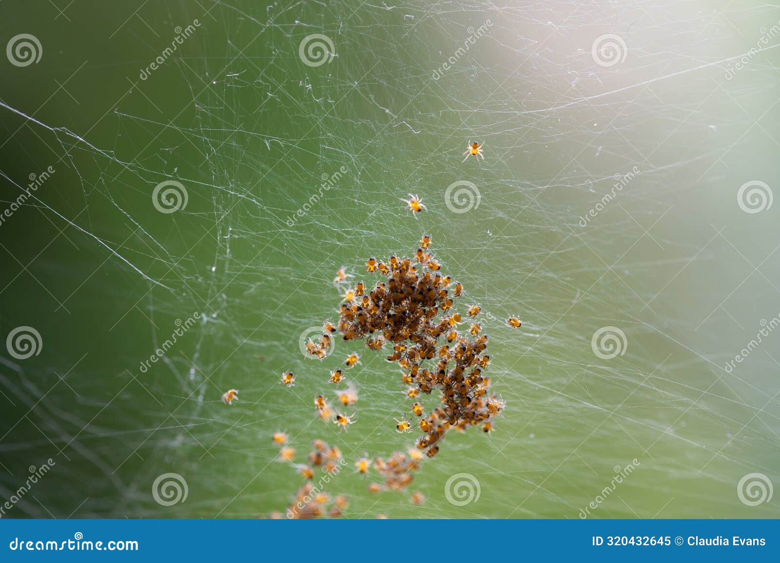 Lots of Spider Babies in the Web Stock Image - Image of arachnophobia ...