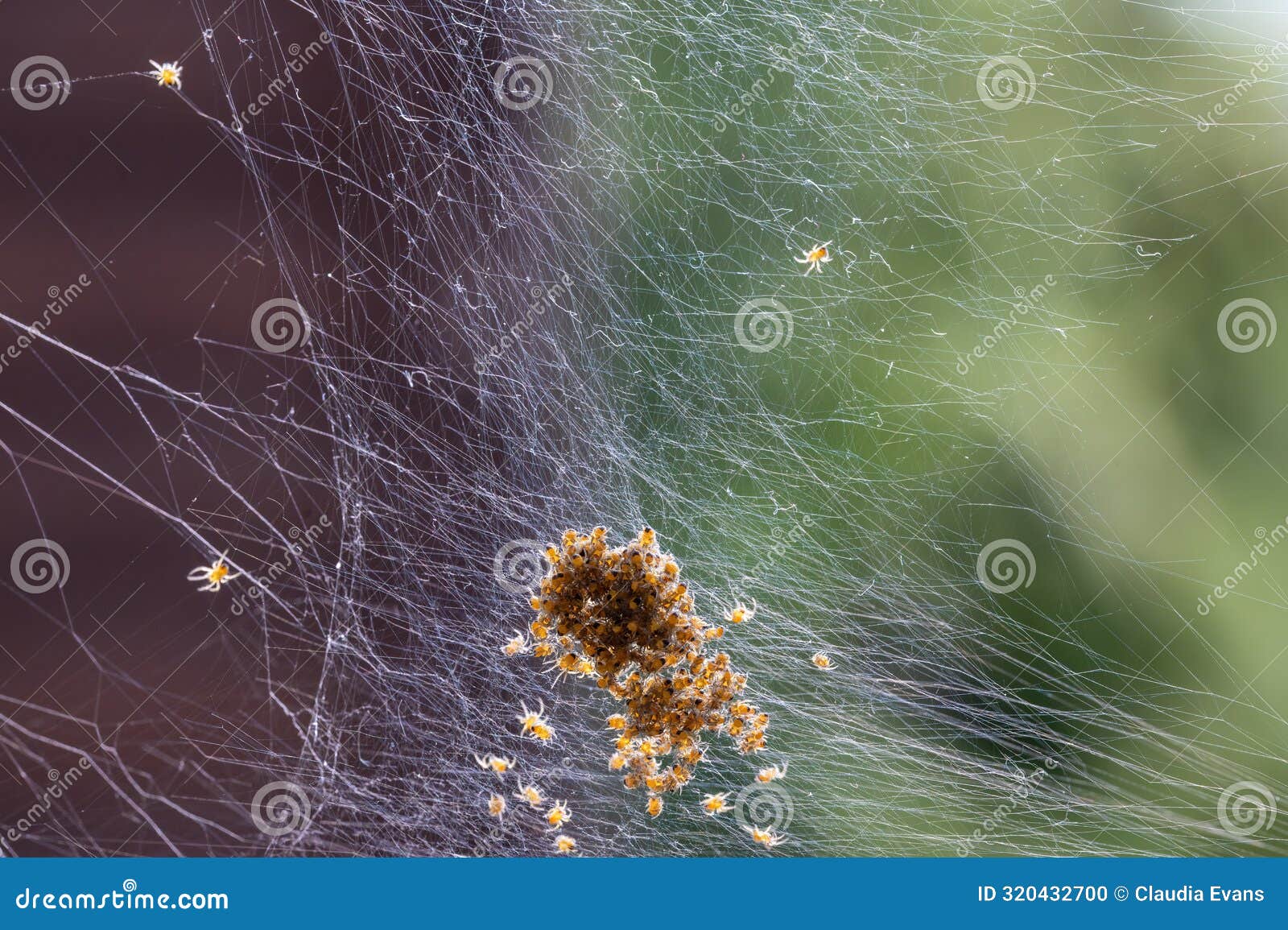 Lots of Spider Babies in the Web Stock Photo - Image of babies ...