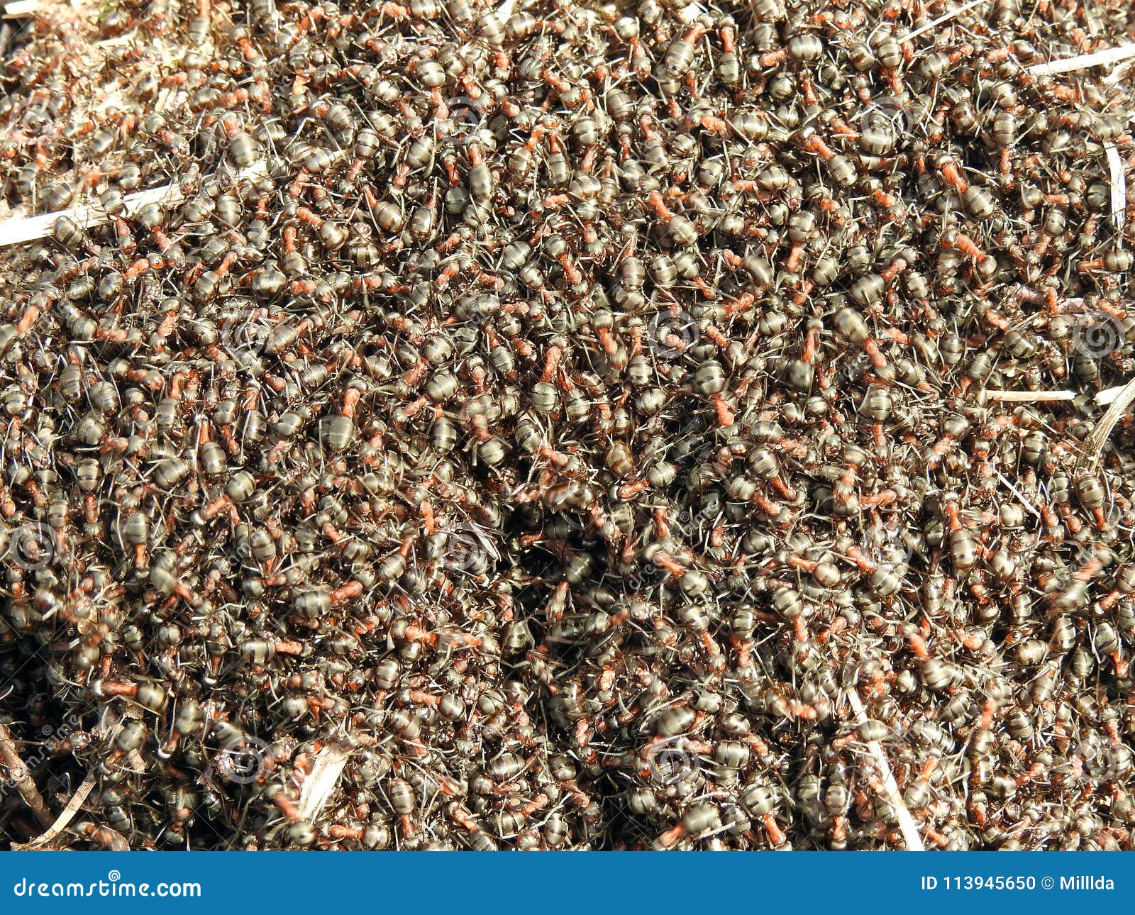 Many Ant Animals in Forest, Lithuania Stock Photo - Image of animal ...