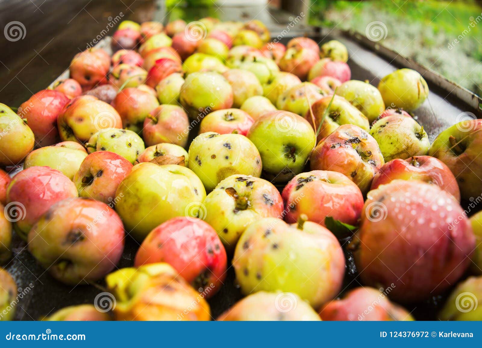 Many Not Ideal Apples after Harvest during Autumn Stock Photo - Image ...
