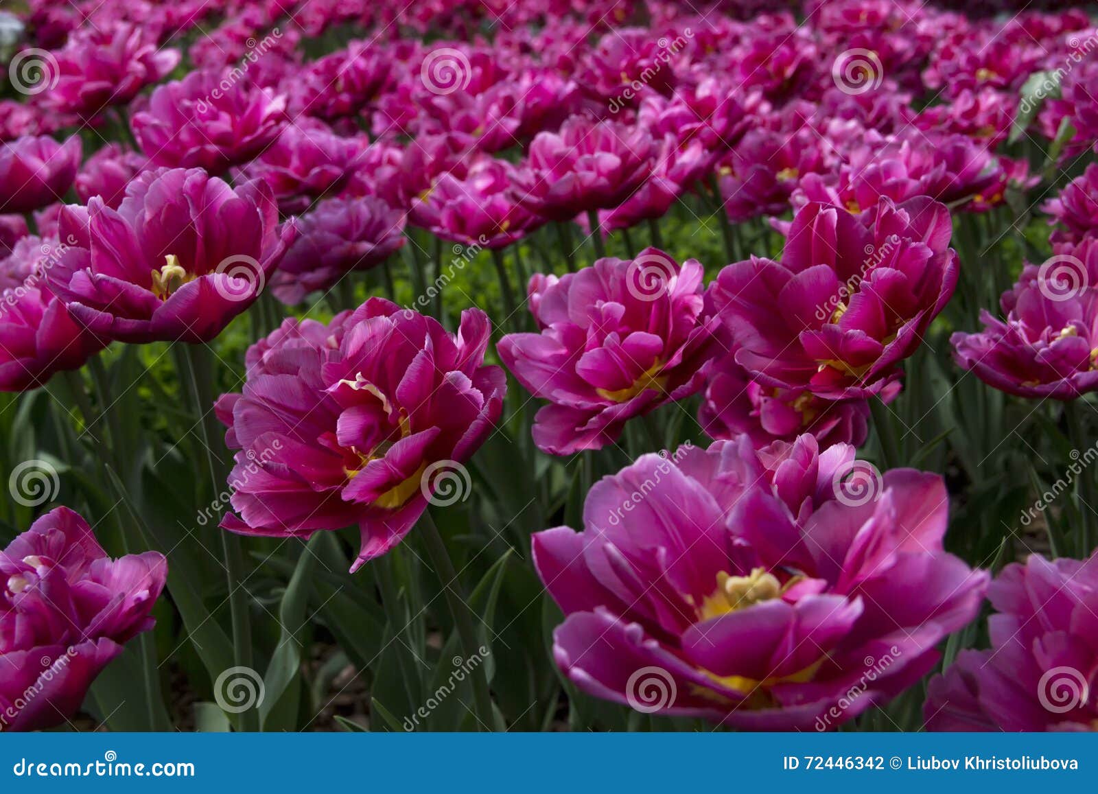 Many opened flowers stock photo. Image of tulips, yellow - 72446342