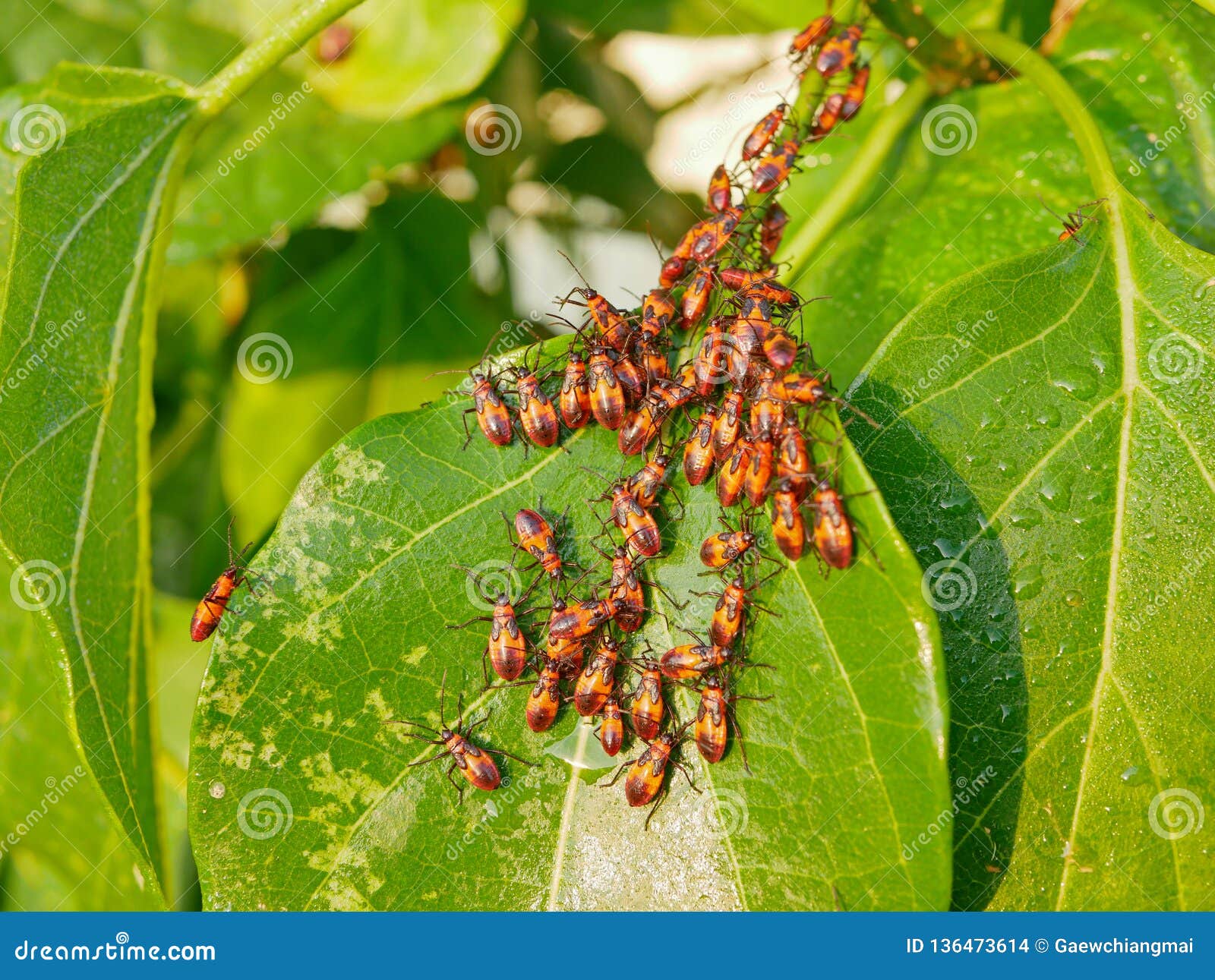 Many Orange Black Leaf-footed Bugs on the Plants - Pest in Garden Stock ...