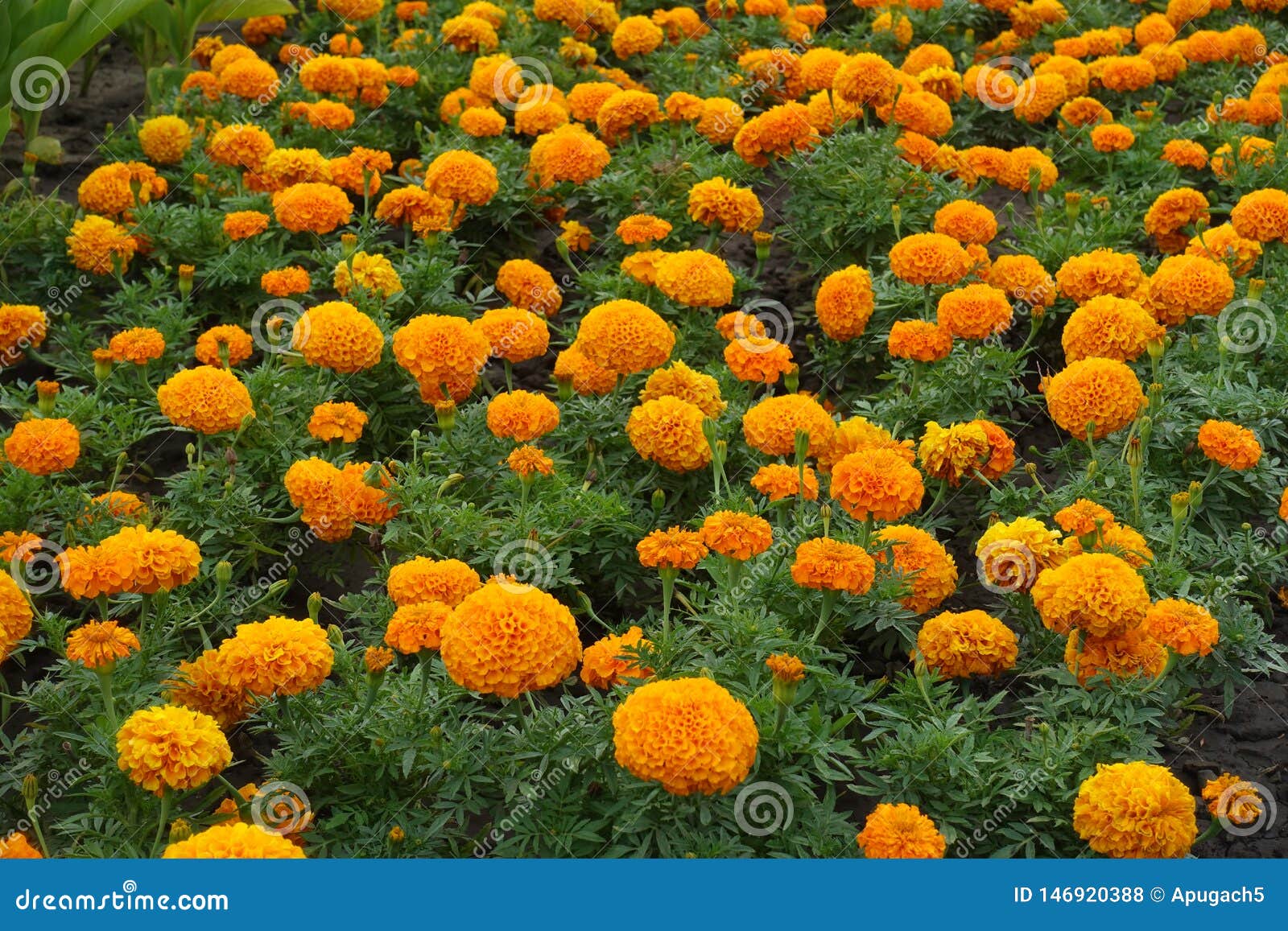 Many Orange Flowerheads of Tagetes Erecta Stock Photo - Image of ...