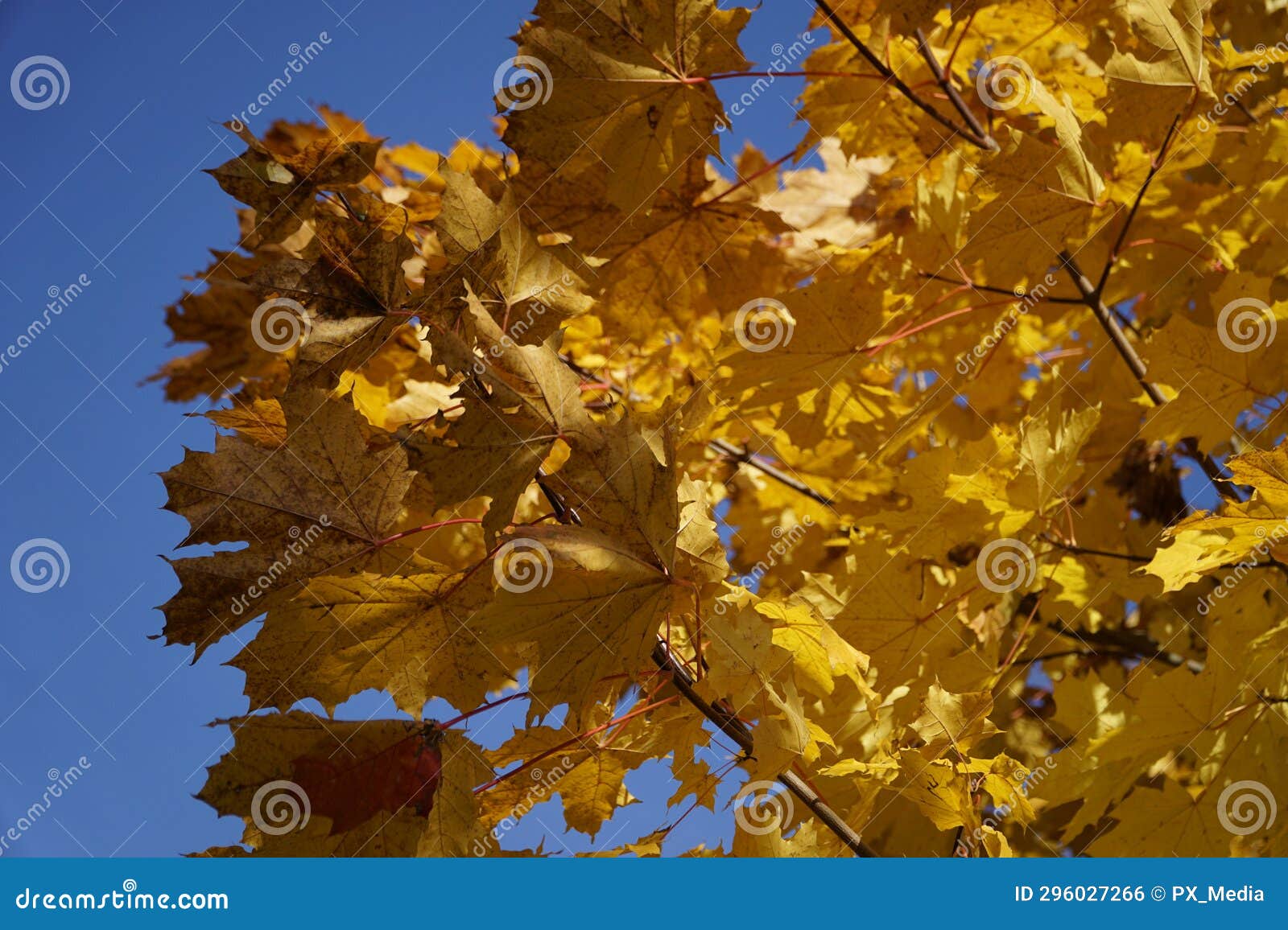Many Orange Leaves on a Tree in Fall Stock Photo - Image of season ...