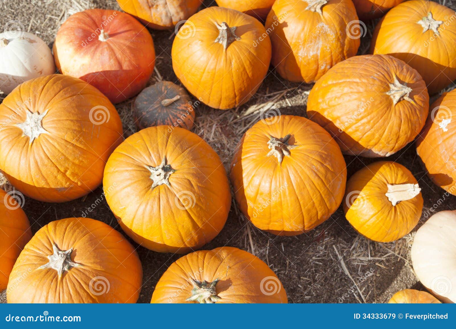Many Orange Pumpkins and Hay in Rustic Fall Settin Stock Image - Image ...