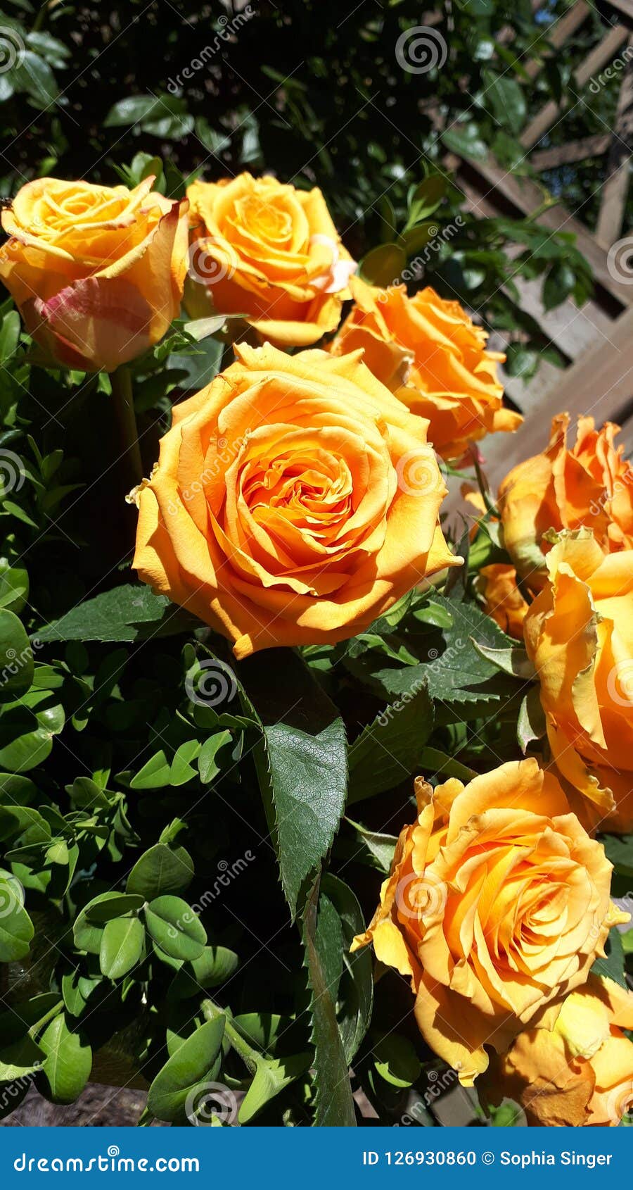 Orange roses stock photo. Image of roses, flower, summer - 126930860