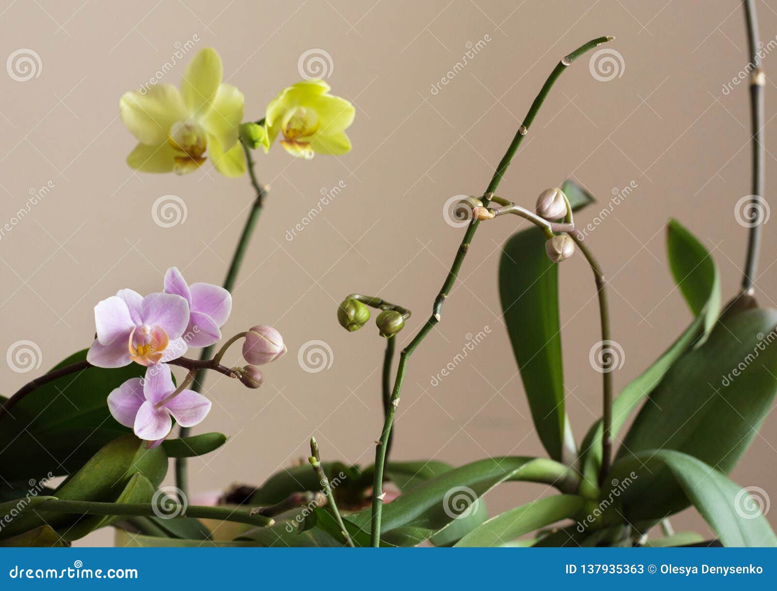 Many Orchids Branch on Isolated Background Stock Image - Image of flora ...