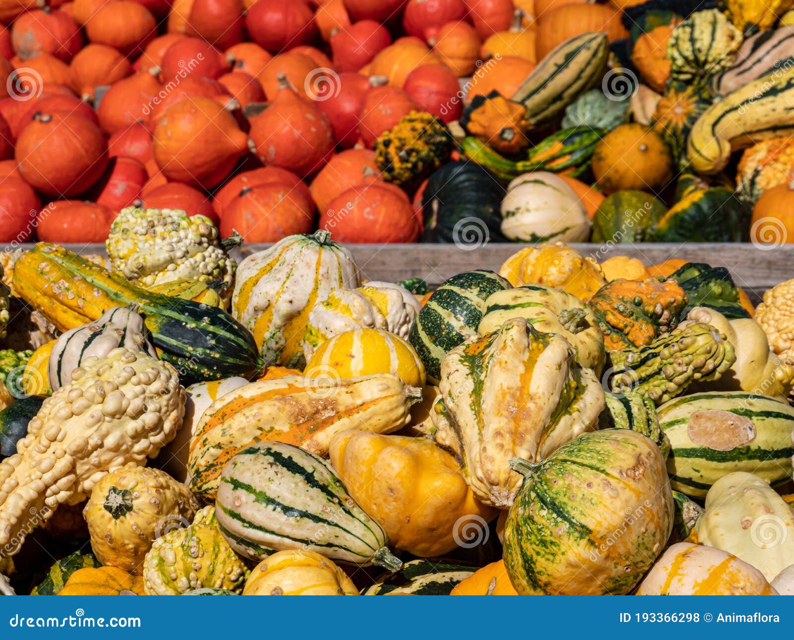 Squash Banners Stock Photos - Free & Royalty-Free Stock Photos from ...