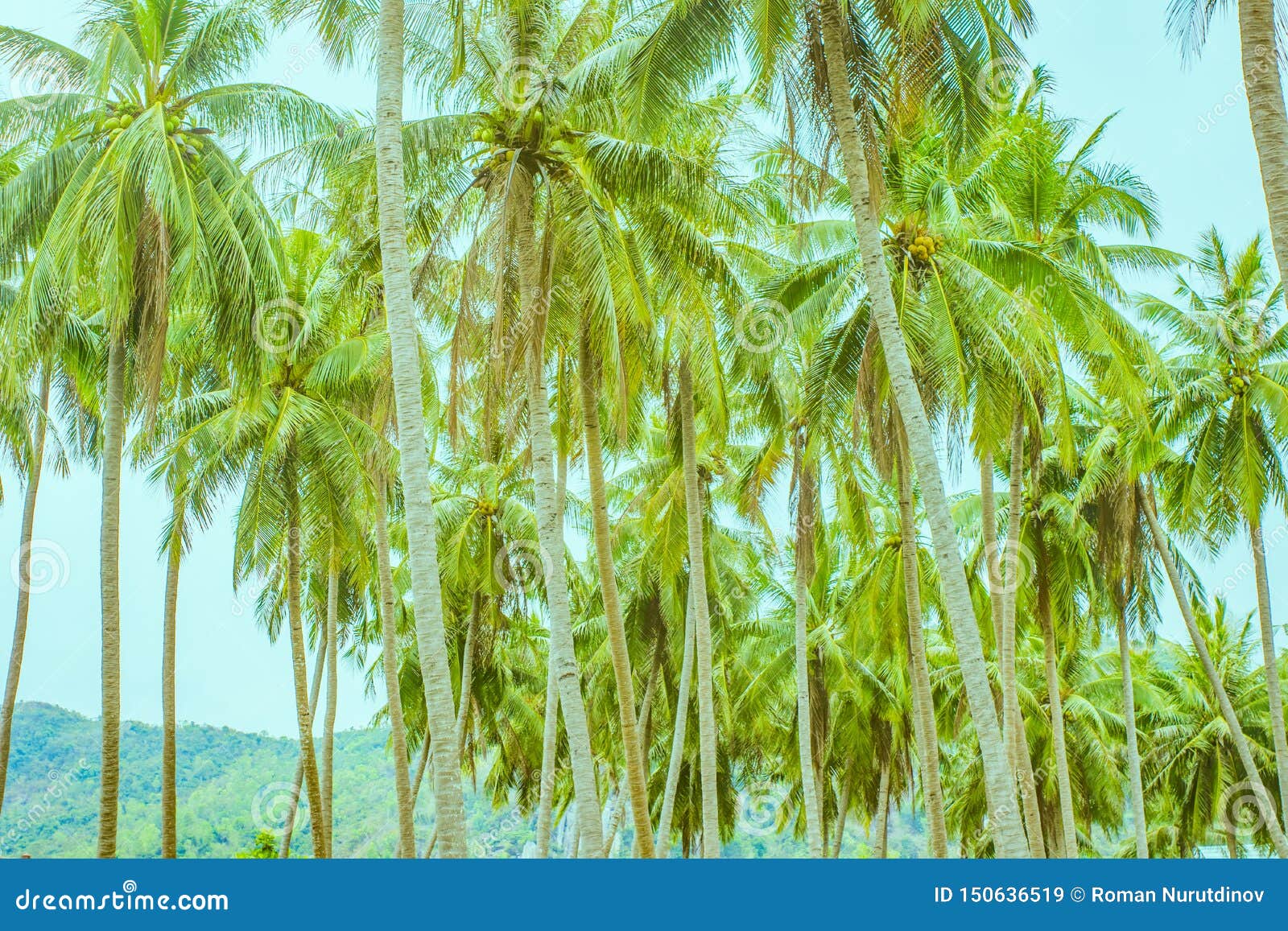 Many palm trees in rows stock image. Image of exotic - 150636519
