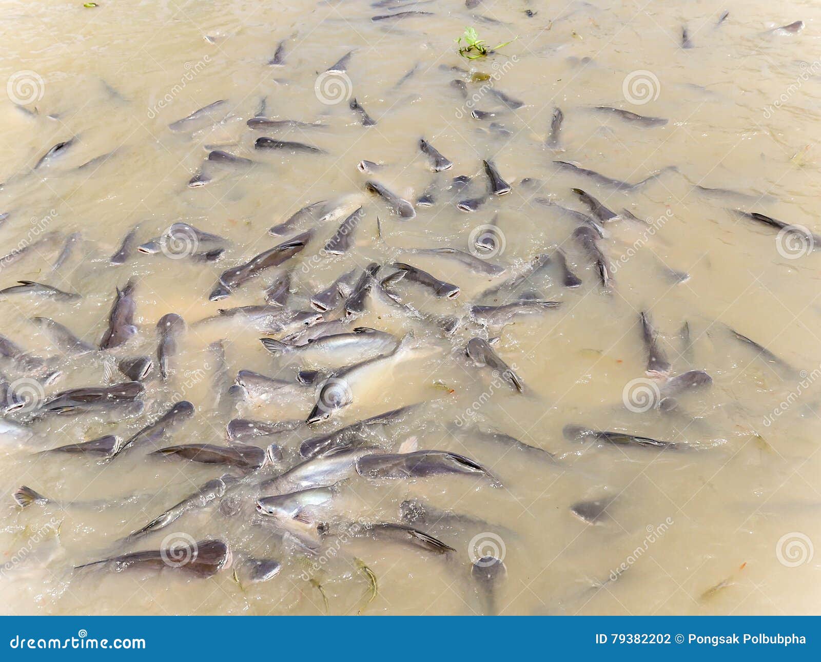 Pangasius Feeding In The River At Temple Area Royalty-Free Stock ...