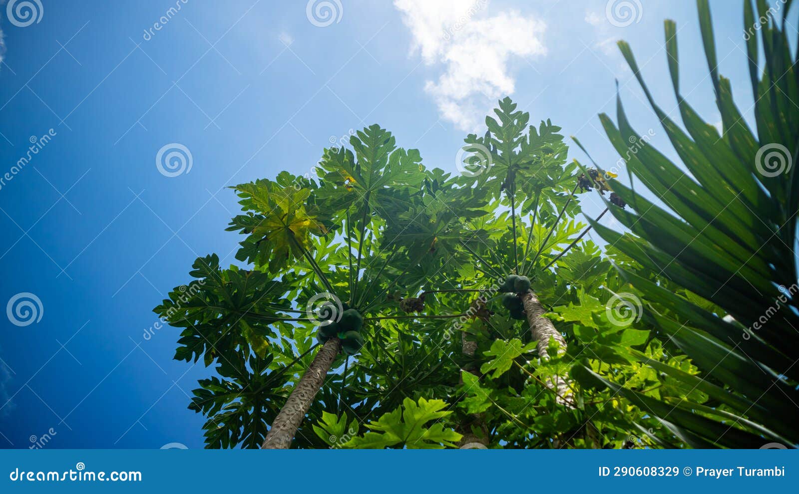 Many Papaya Fruit on the Papaya Tree Stock Image - Image of china ...
