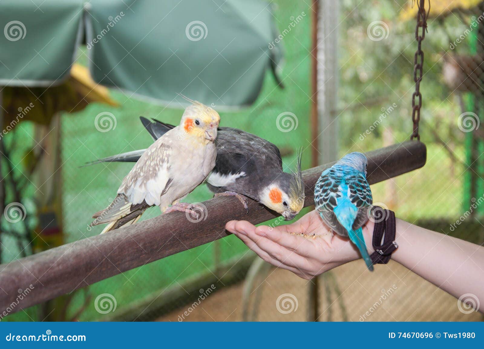Many Parakeets with Different Colors Eating Seeds on a Hand Stock Photo ...