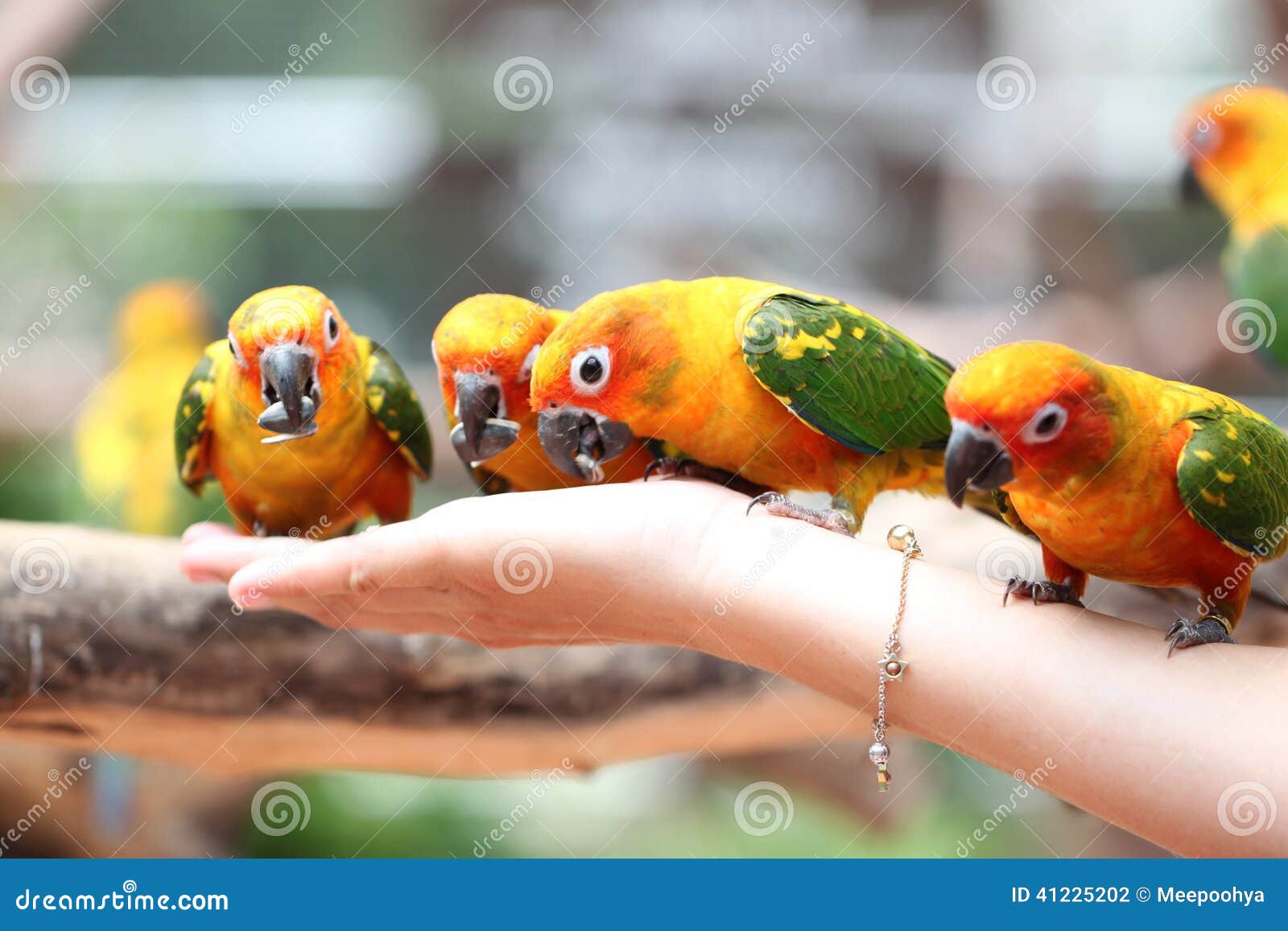 Many of Parrot is Eating Foods. Stock Photo - Image of pets, colors ...