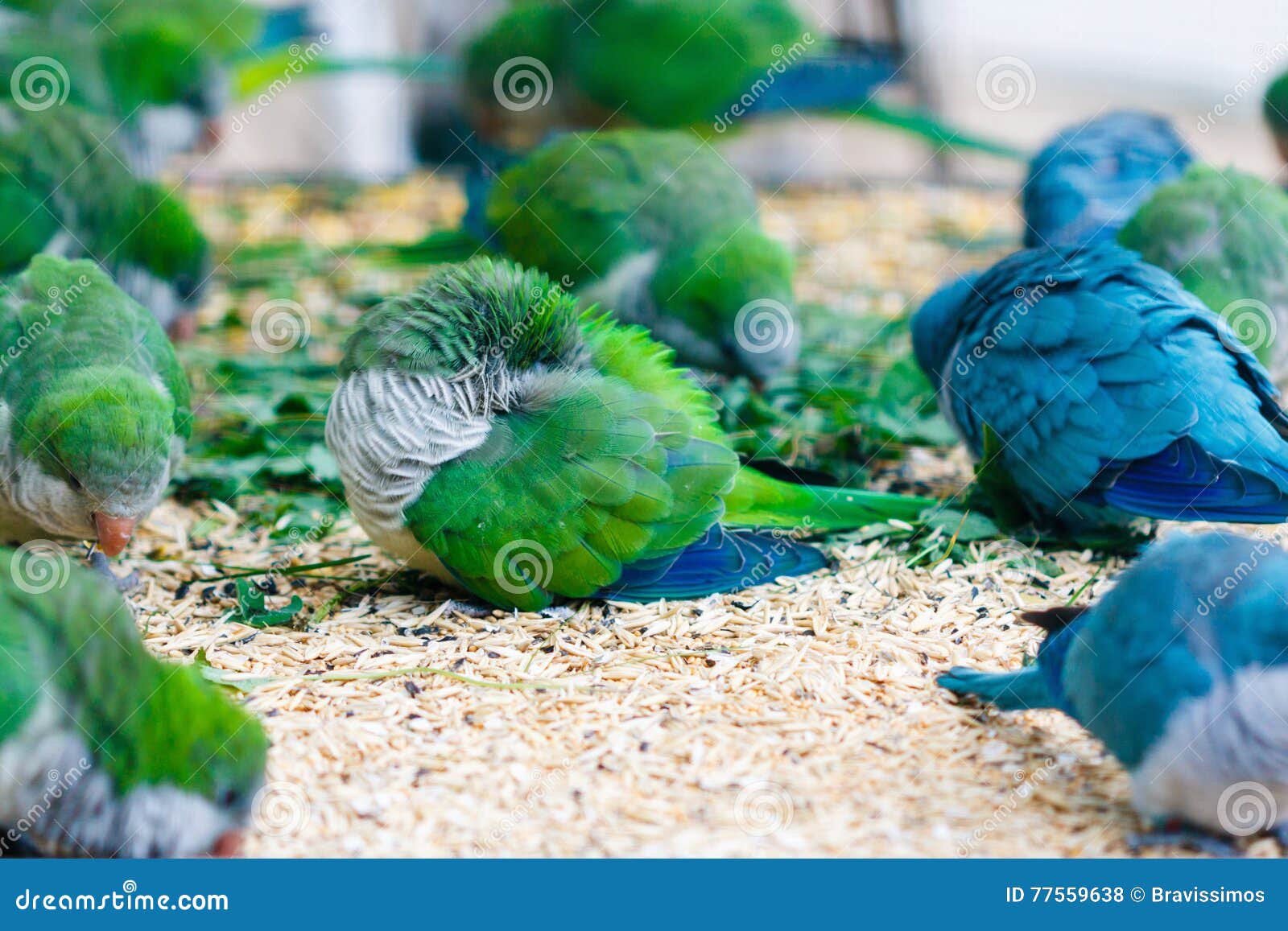 Many parrots eat stock photo. Image of colorful, green - 77559638