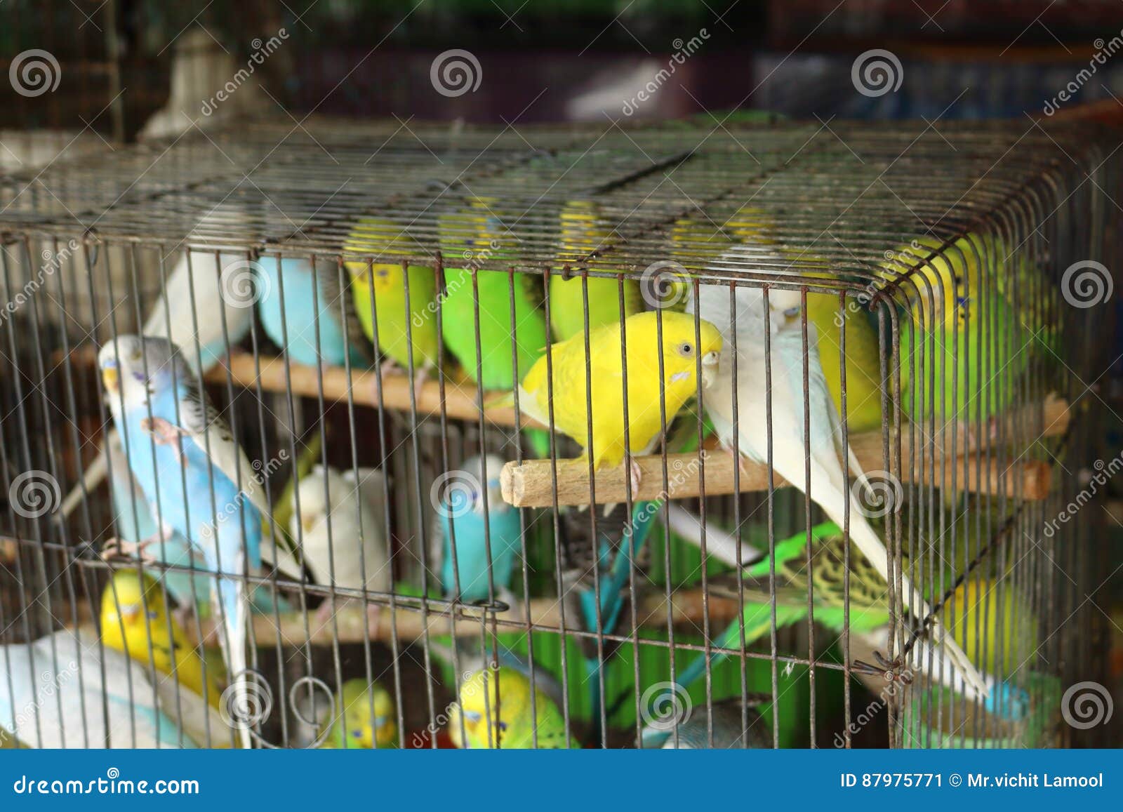 Many Parrots and Many Colors. Stock Image - Image of cute, bird: 87975771