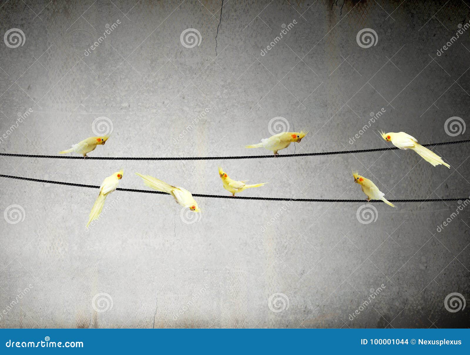 Parrots on rope stock photo. Image of parrot, exotic - 100001044