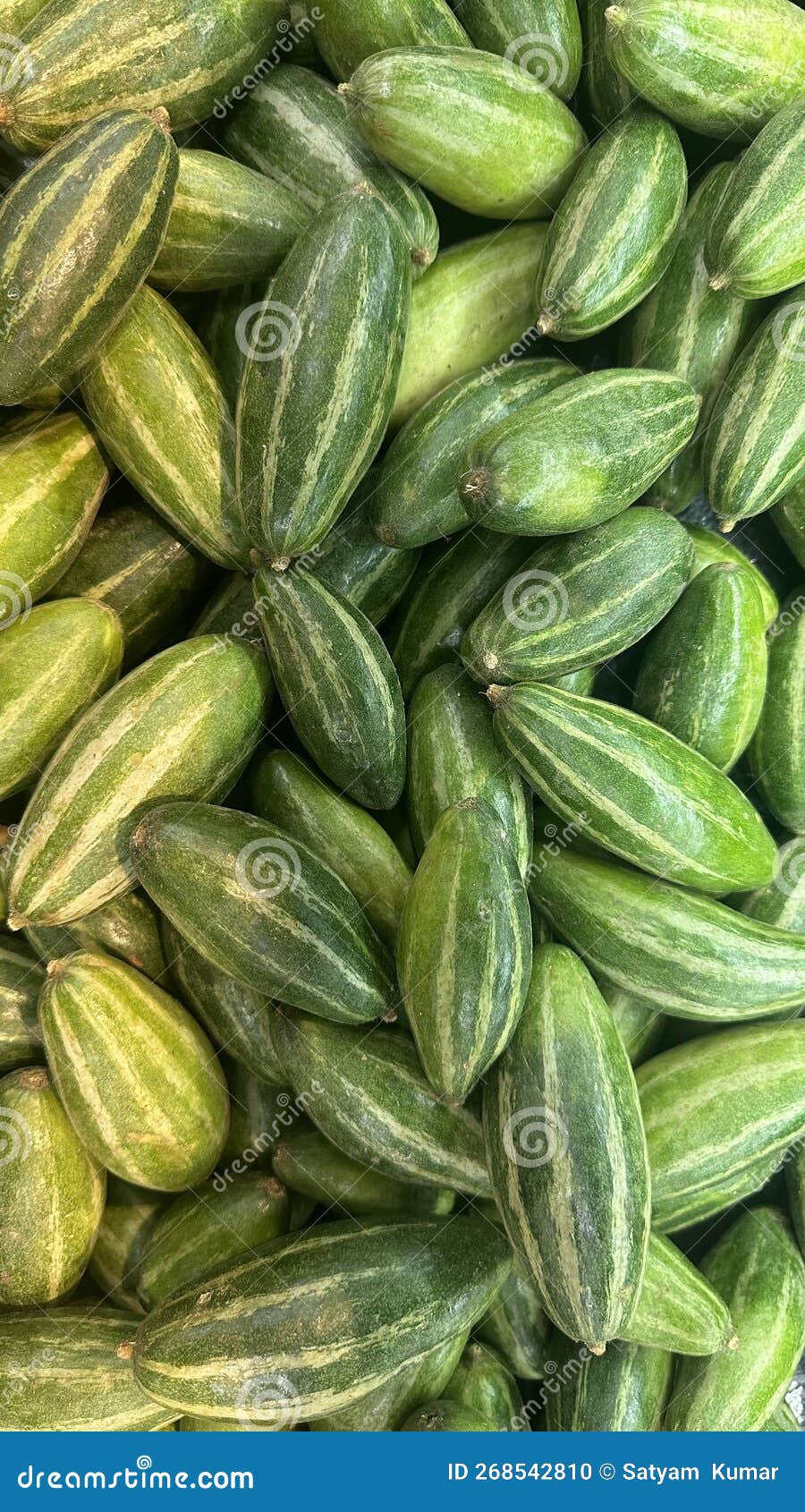 Parwal/parval/potol Cultivation By Our Farmer At West Bengal, India ...