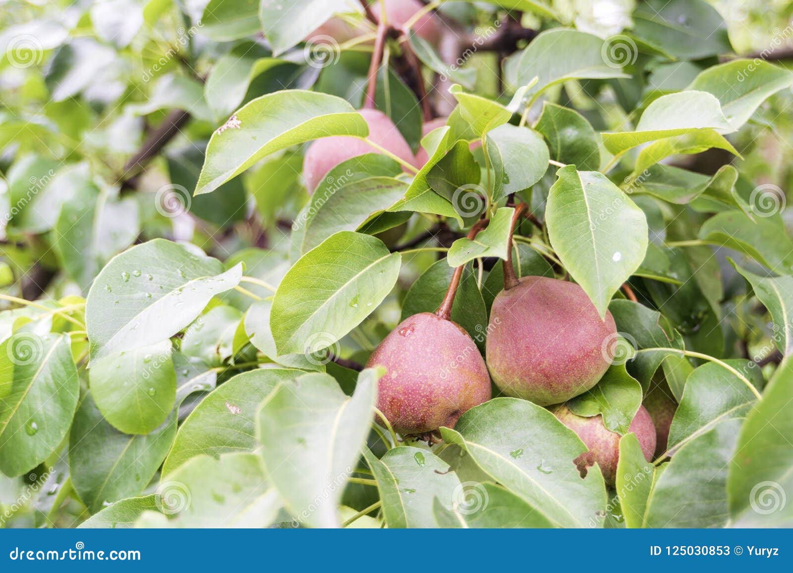 Many pears on tree stock image. Image of freshness, fruit - 125030853