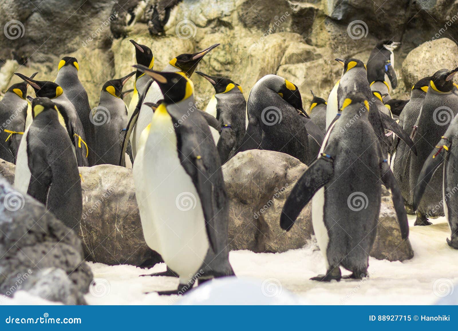 Many penguins at zoo stock image. Image of pool, attraction - 88927715