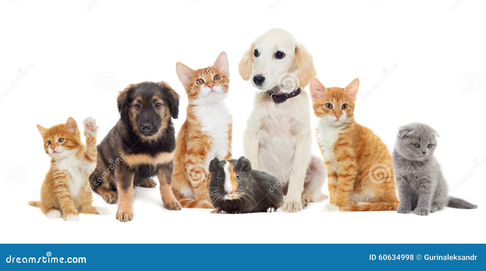 Many pets stock photo. Image of ginger, background, sitting - 60634998