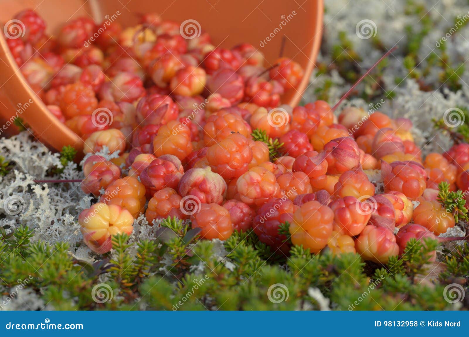 Many Picked Berries Cloudberries on the Grass in the Tundra. Stock ...