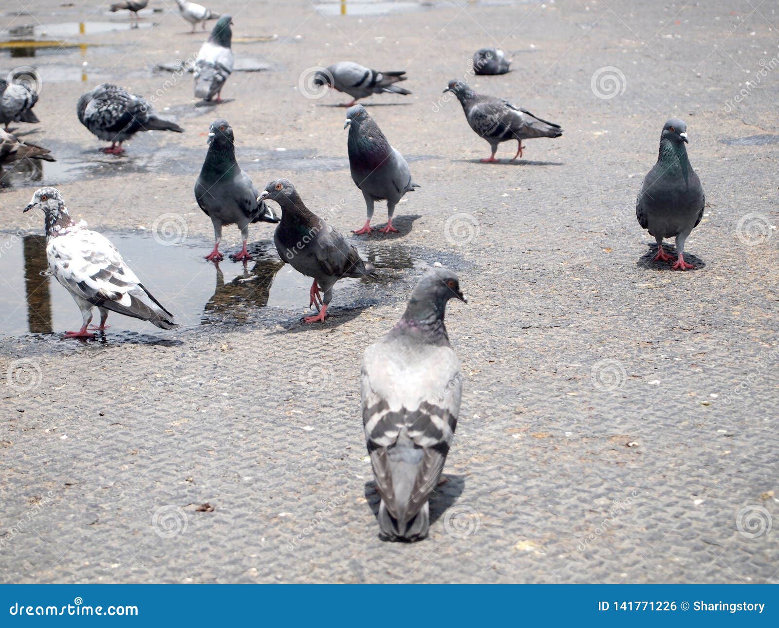 Many pigeon stock photo. Image of dove, outside, outdoor - 141771226