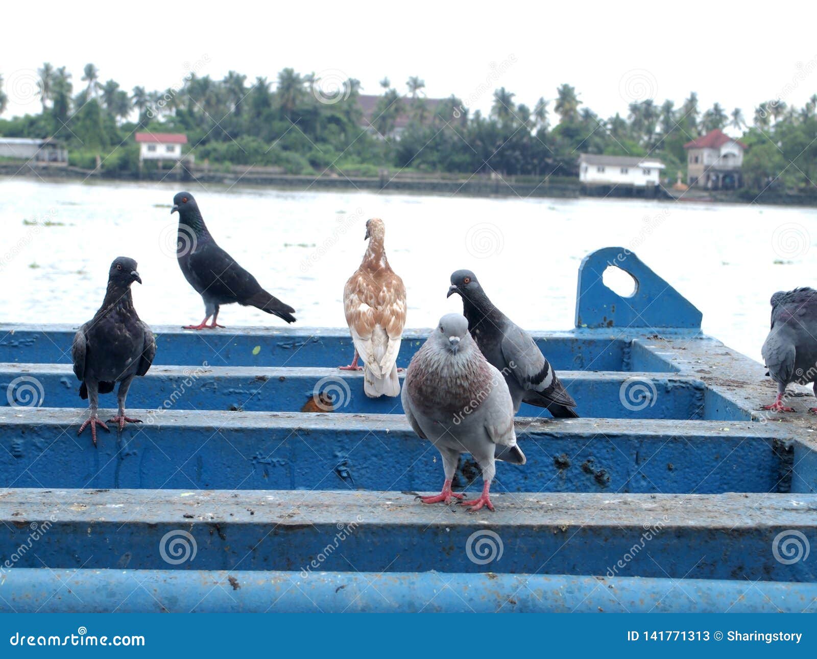 Many pigeon stock image. Image of fodder, bird, creature - 141771313