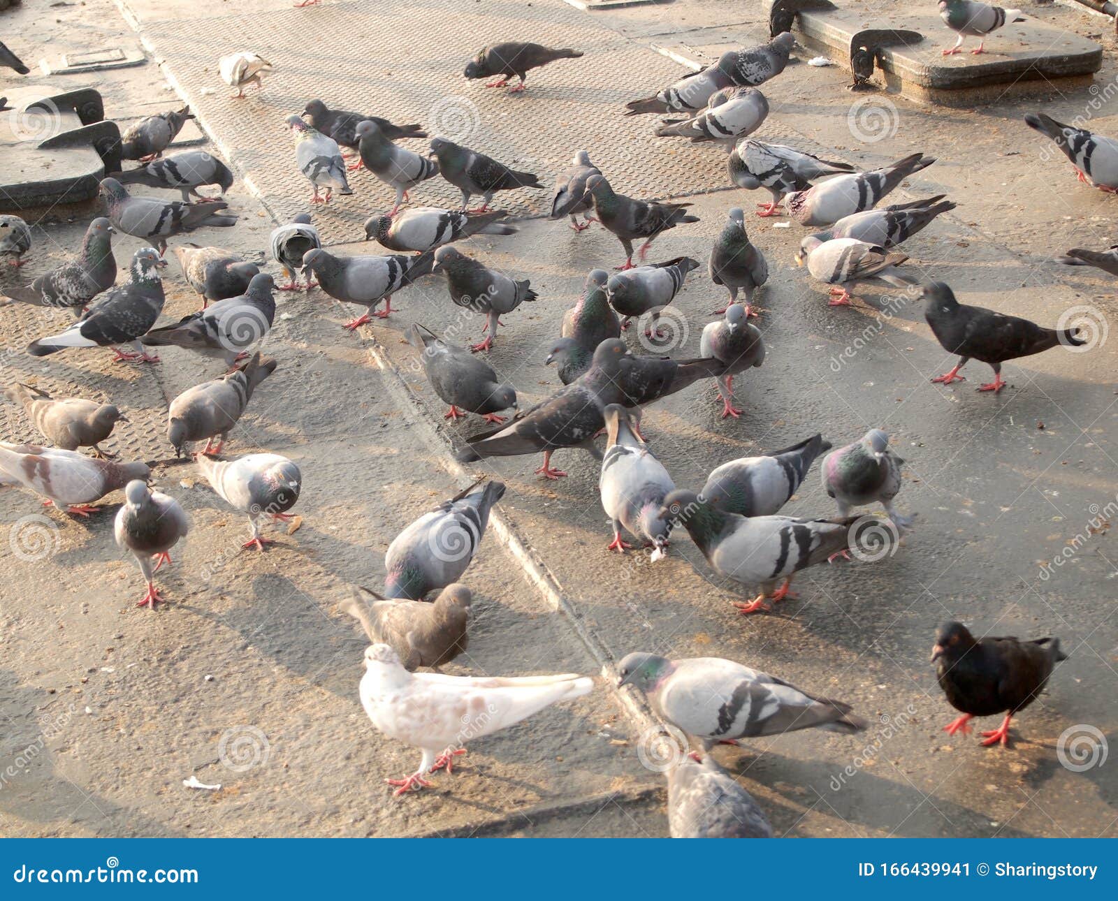 Many pigeon stock image. Image of outside, crumbs, close - 166439941