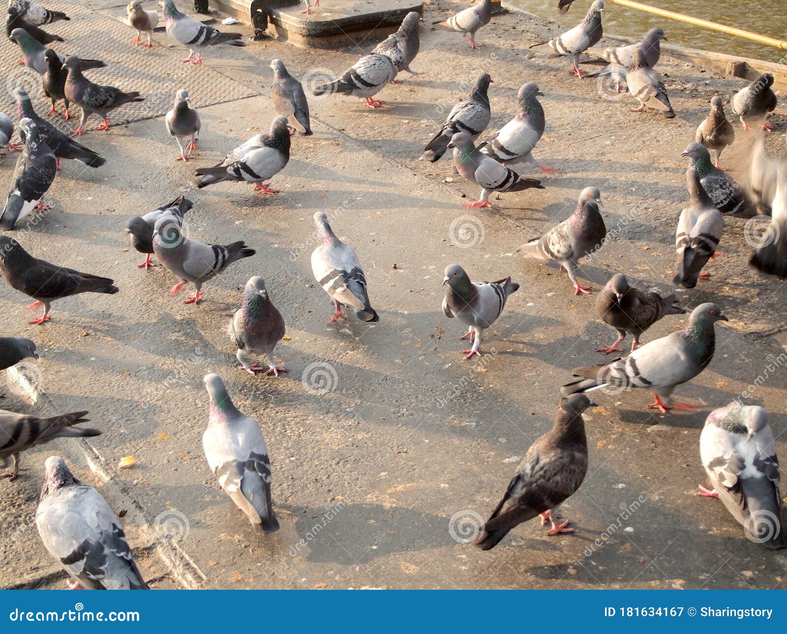 Many pigeon stock image. Image of chick, fodder, avian - 181634167
