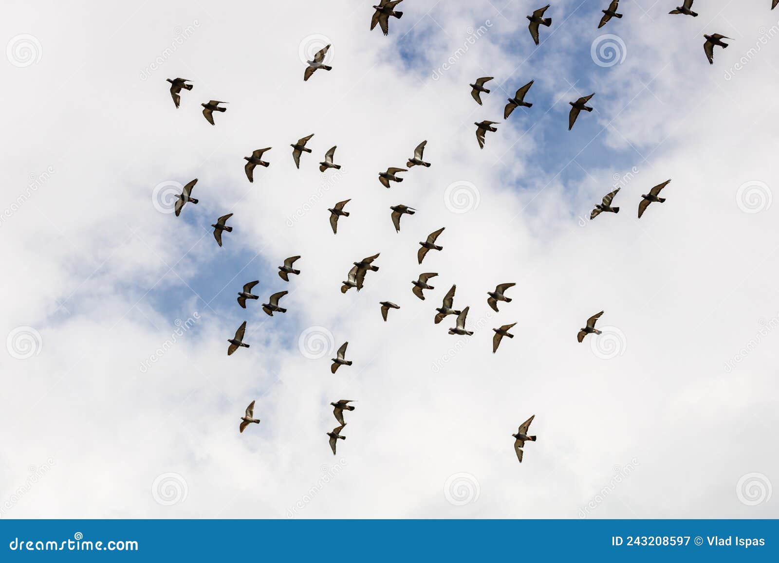 Many Pigeons Birds Flying in the Cloudy Sky Stock Image - Image of ...