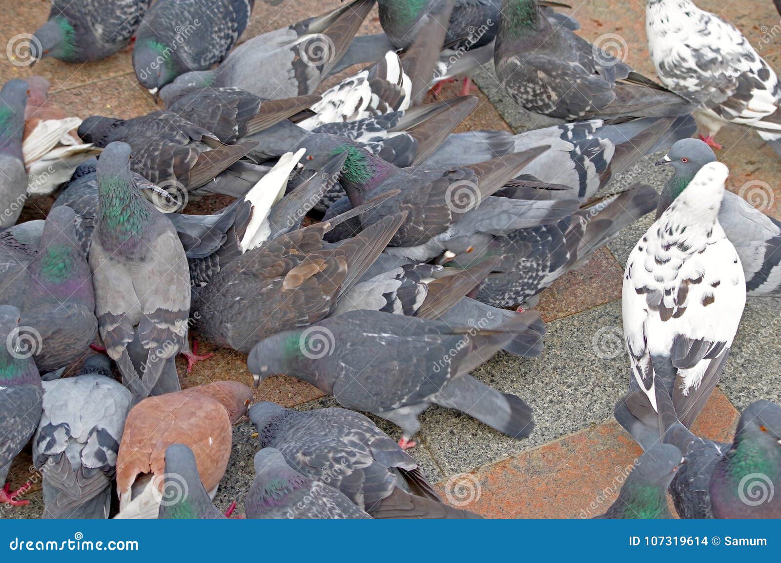 Pigeons Fight Over for Food Stock Photo - Image of city, avian: 107319614