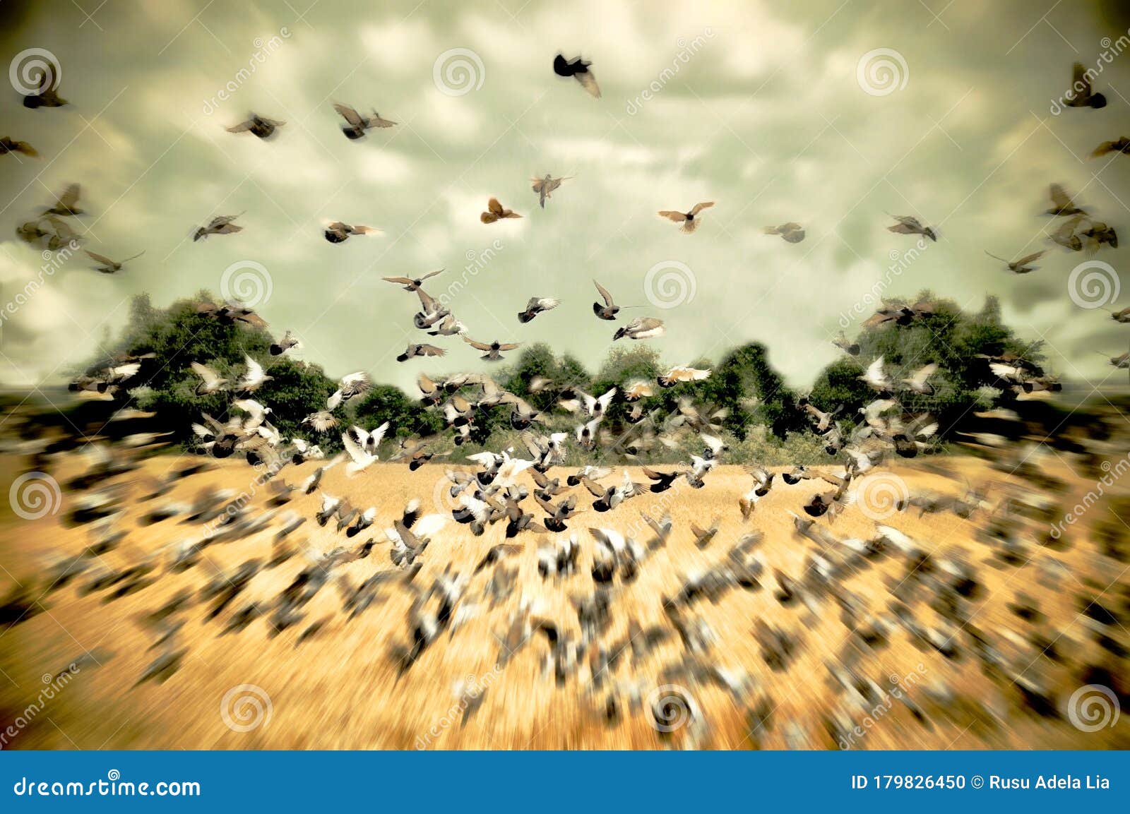 Many Pigeons Flying in the Air Stock Photo - Image of flying, flight ...