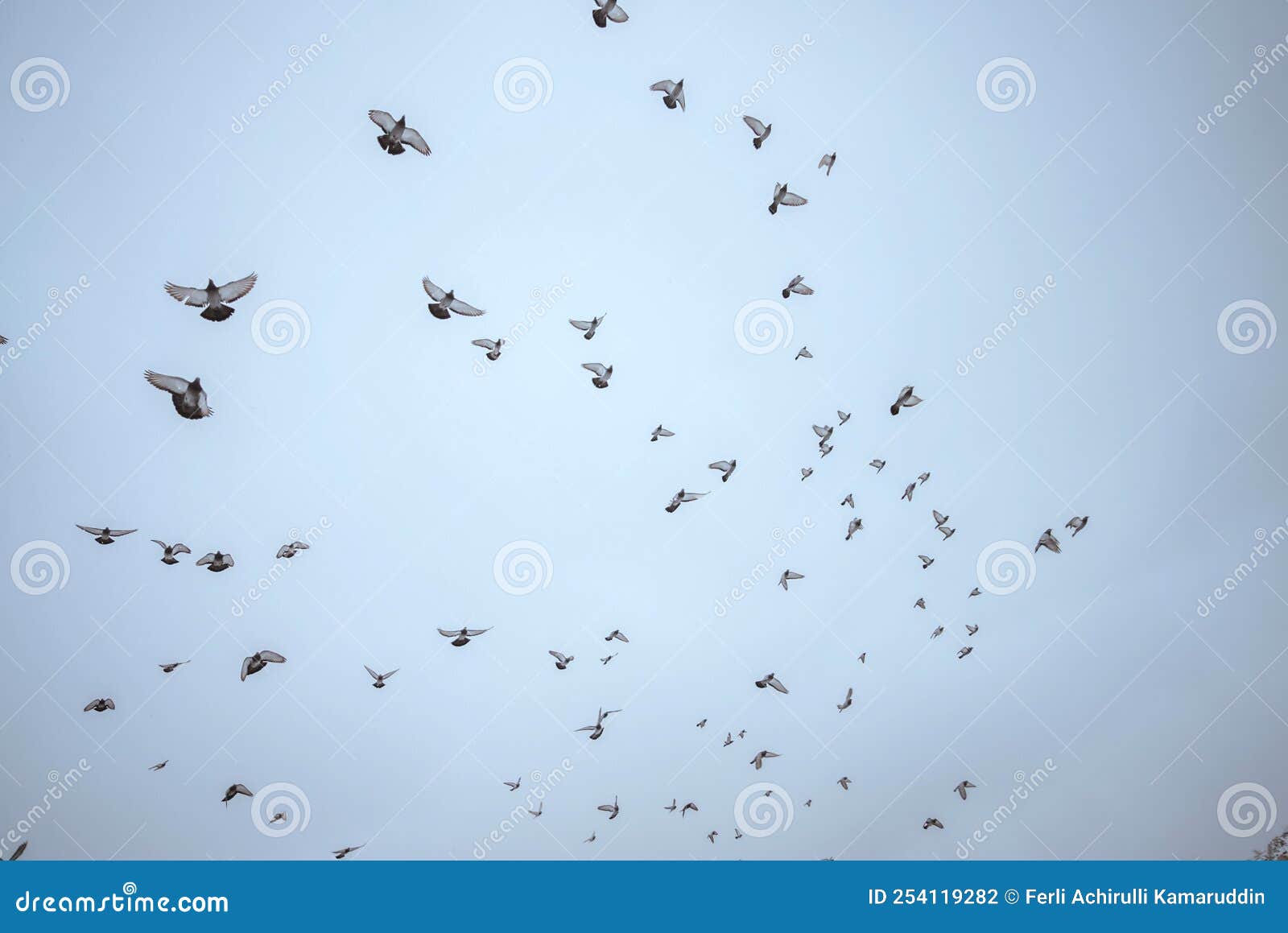 Many Pigeons Flying Around in Grey Sky Stock Photo - Image of freedom ...