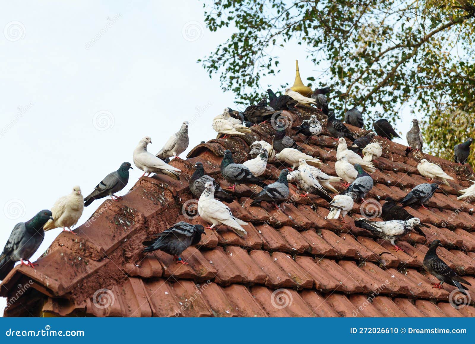 Many pigeons on tile roofs stock photo. Image of pigeons - 272026610
