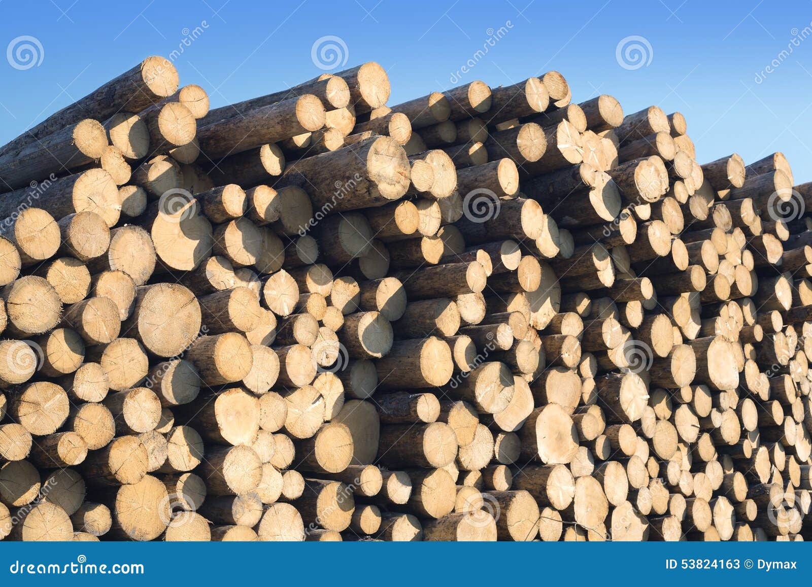 Many Pine Logs Stacked Closeup Front View Stock Image - Image of clear ...