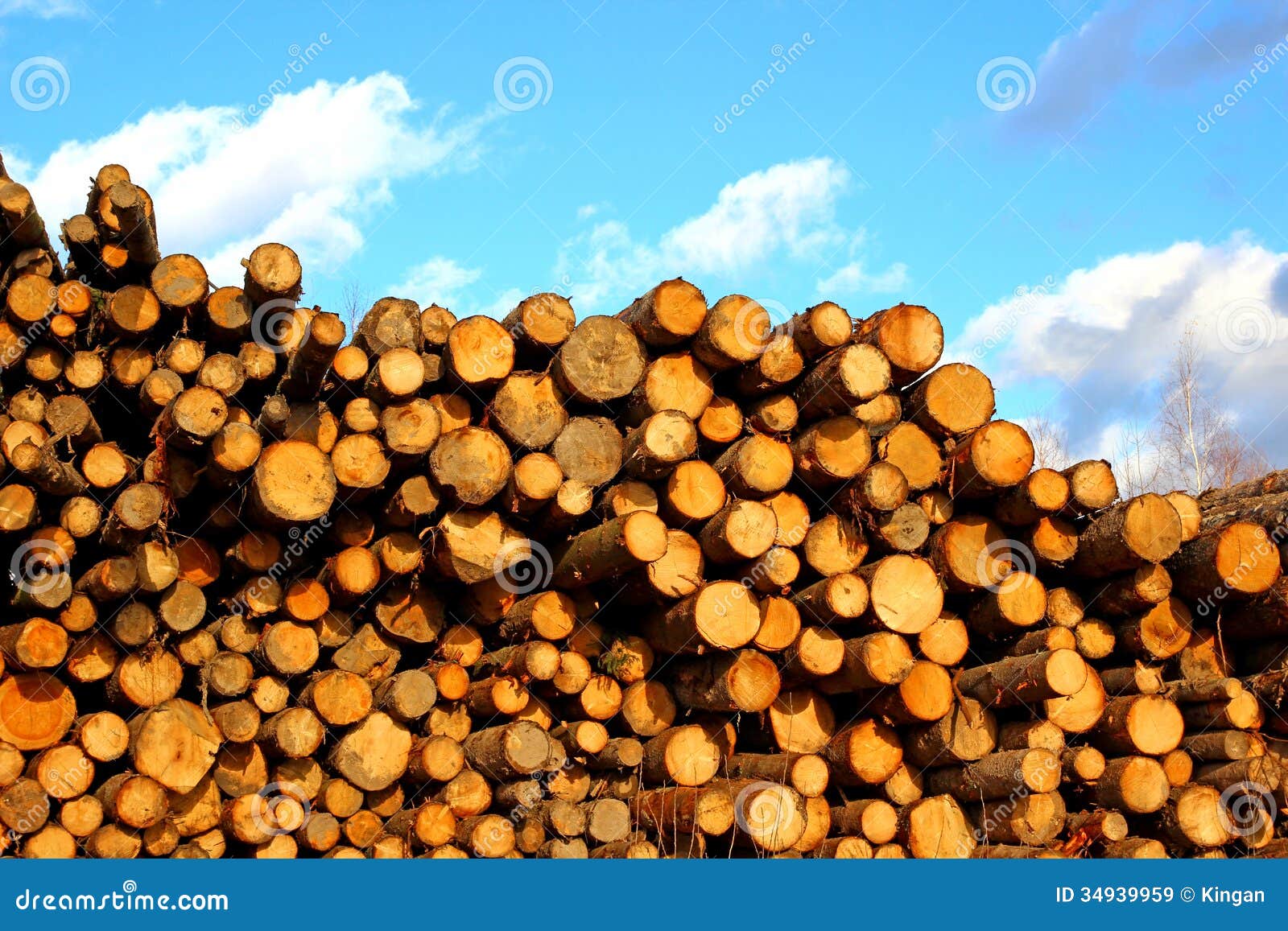 Many of Pine and Spruce Logs in Logging Stock Image - Image of stump ...