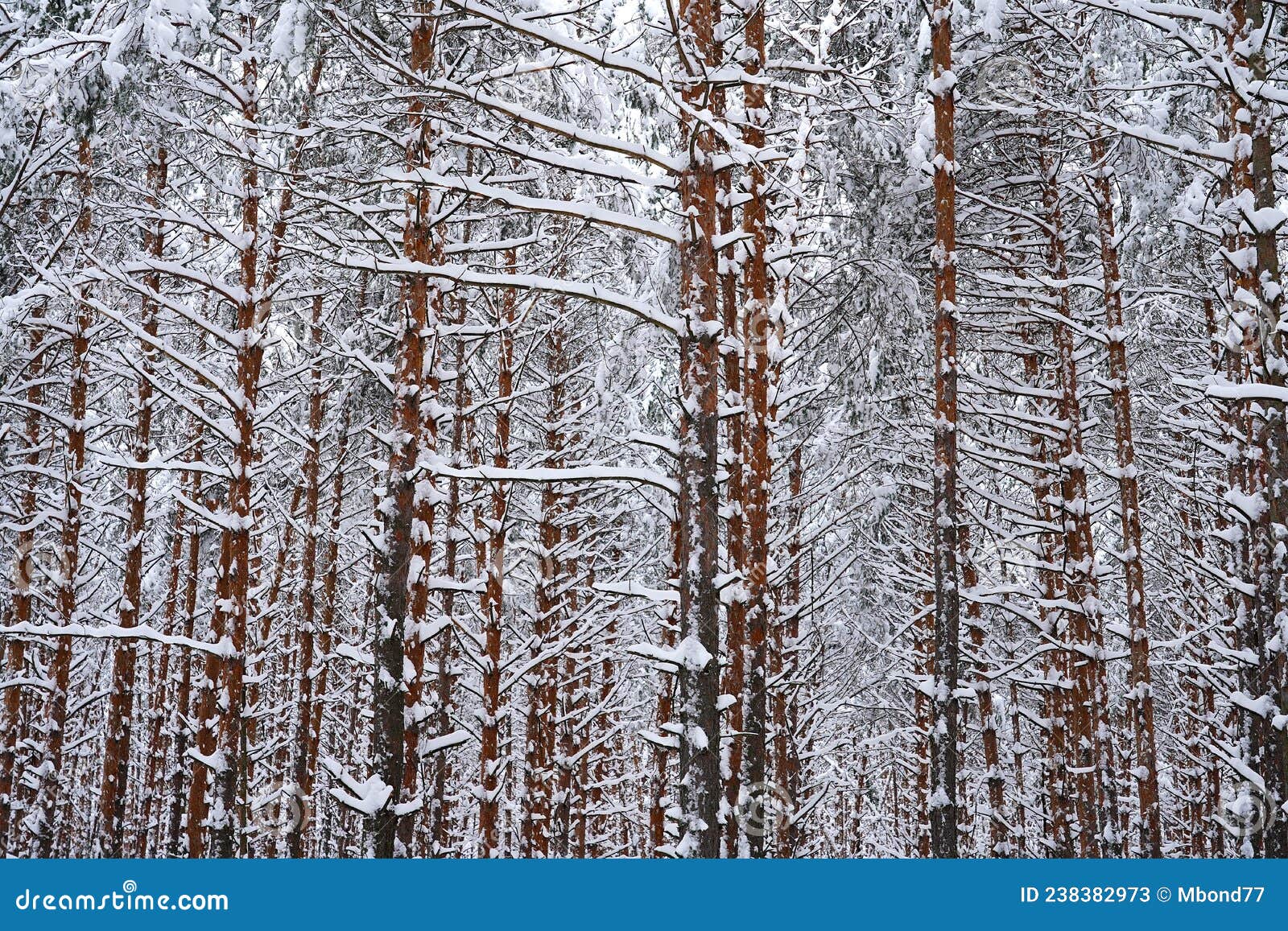 Many Pine and Spruce Trees Stand in the Forest after a Snowfall, Snow ...