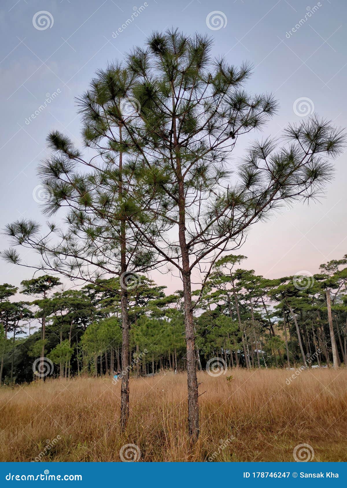 Many Pine Trees in the Forest. Stock Image - Image of european, bright ...