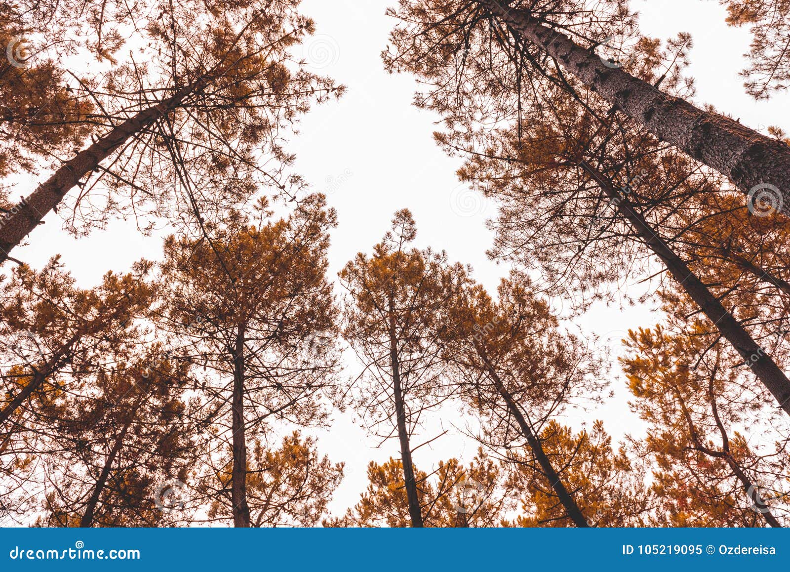 Many Pine Trees Going Up in Forest Stock Image - Image of beauty ...
