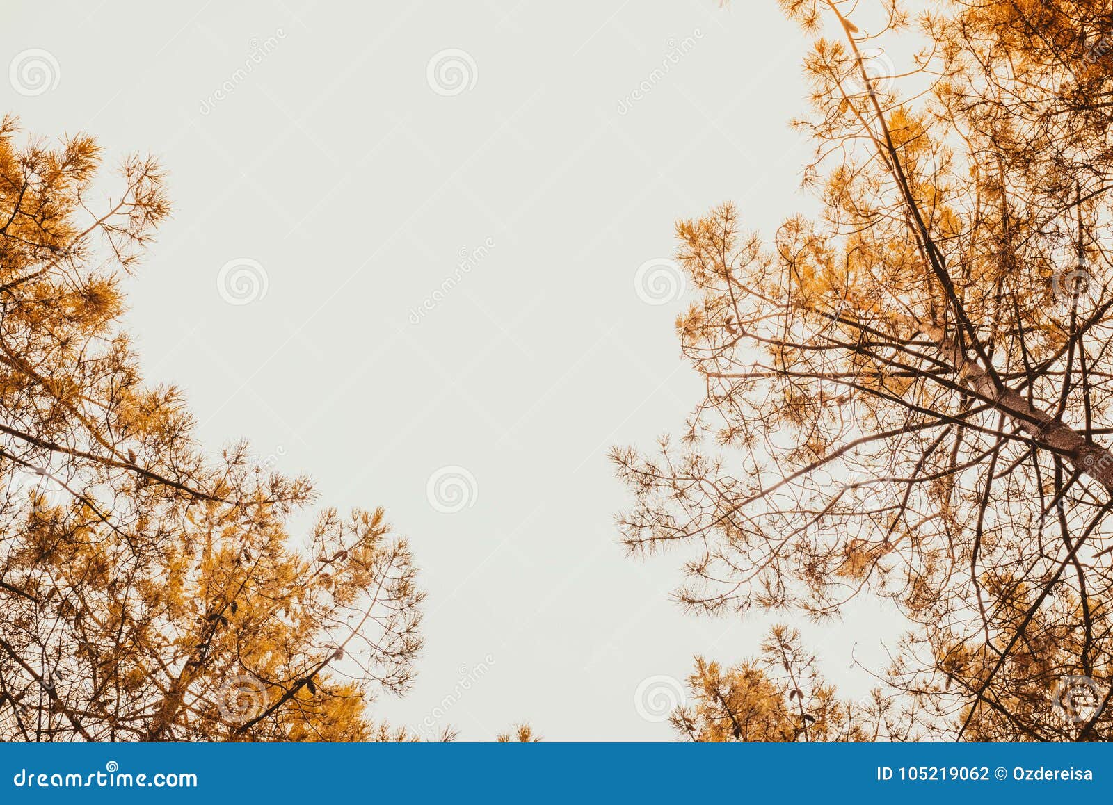 Many Pine Trees Going Up in Forest Stock Photo - Image of colored, park ...