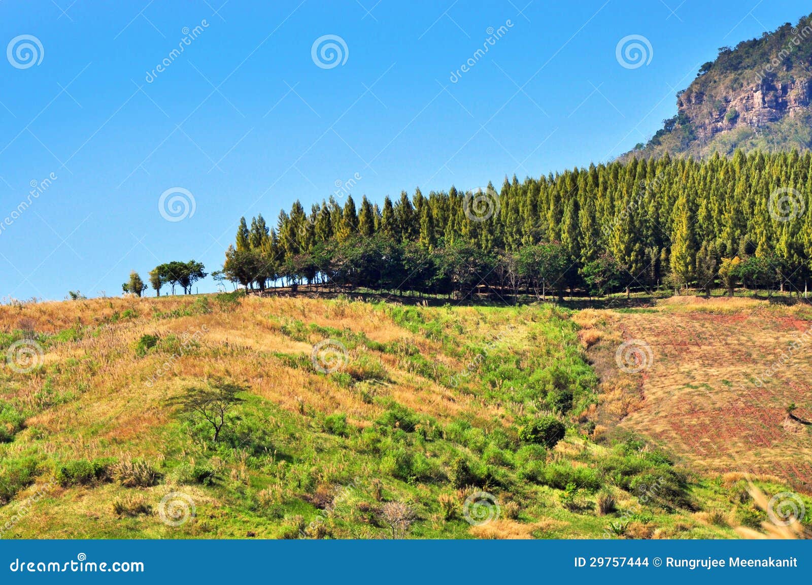 Pine trees stock photo. Image of grass, field, afternoon - 29757444