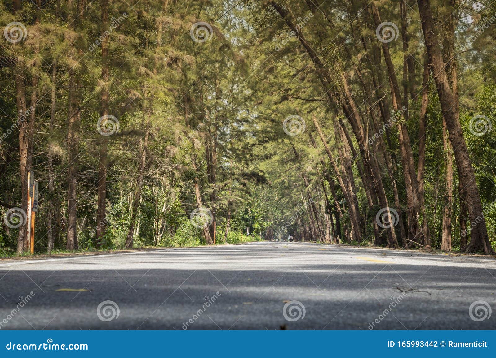 Many Pine Trees Lined the Roadside Stock Photo - Image of wild, nature ...