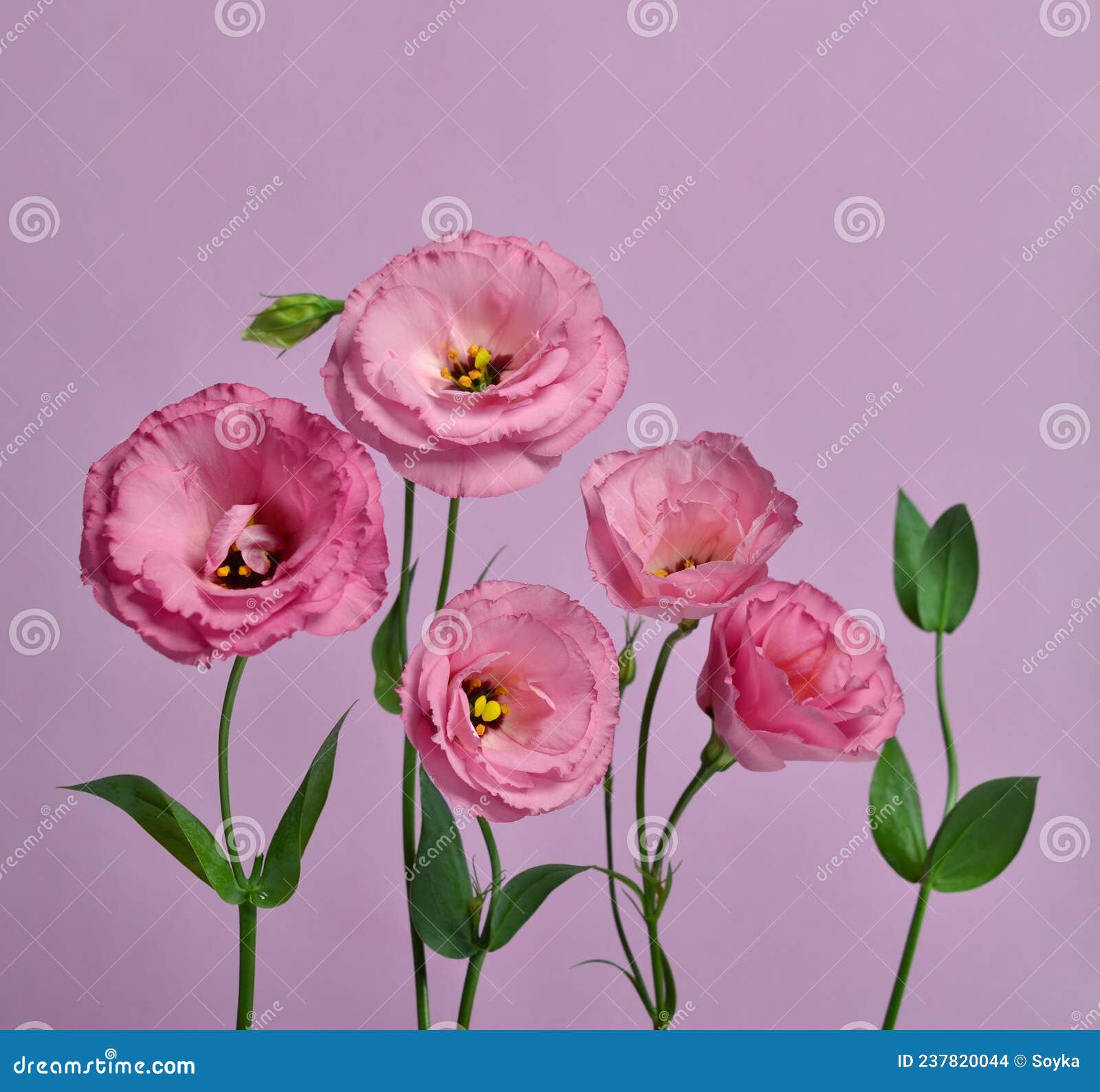 Many Pink Eustomas on a Purple Background Stock Photo - Image of ...