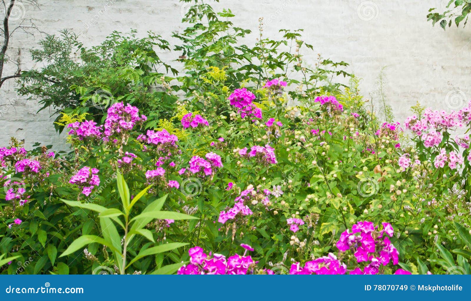 Many pink flowers in park stock image. Image of leaves - 78070749